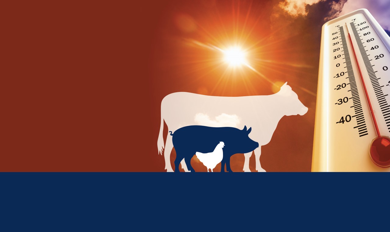 Heat stress: Why is environmental control so important in animal ...